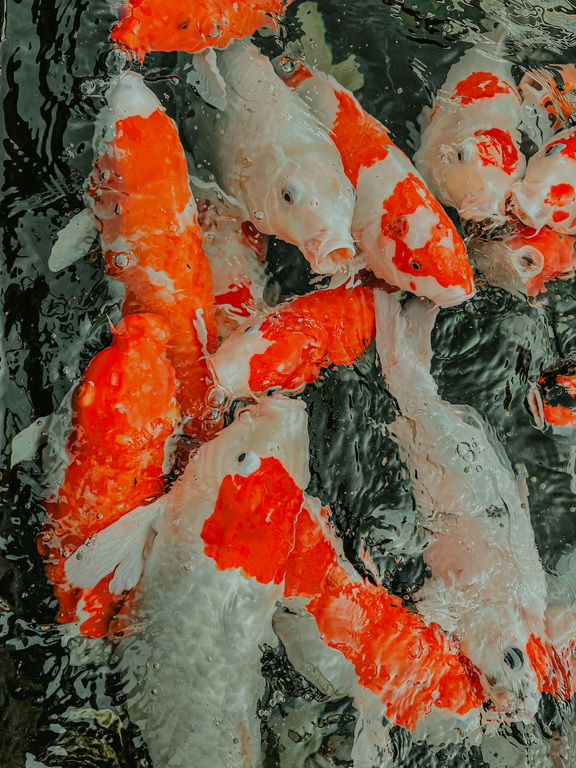 Rodzaje karpi koi – jak je rozróżniać? - Tuning Zone